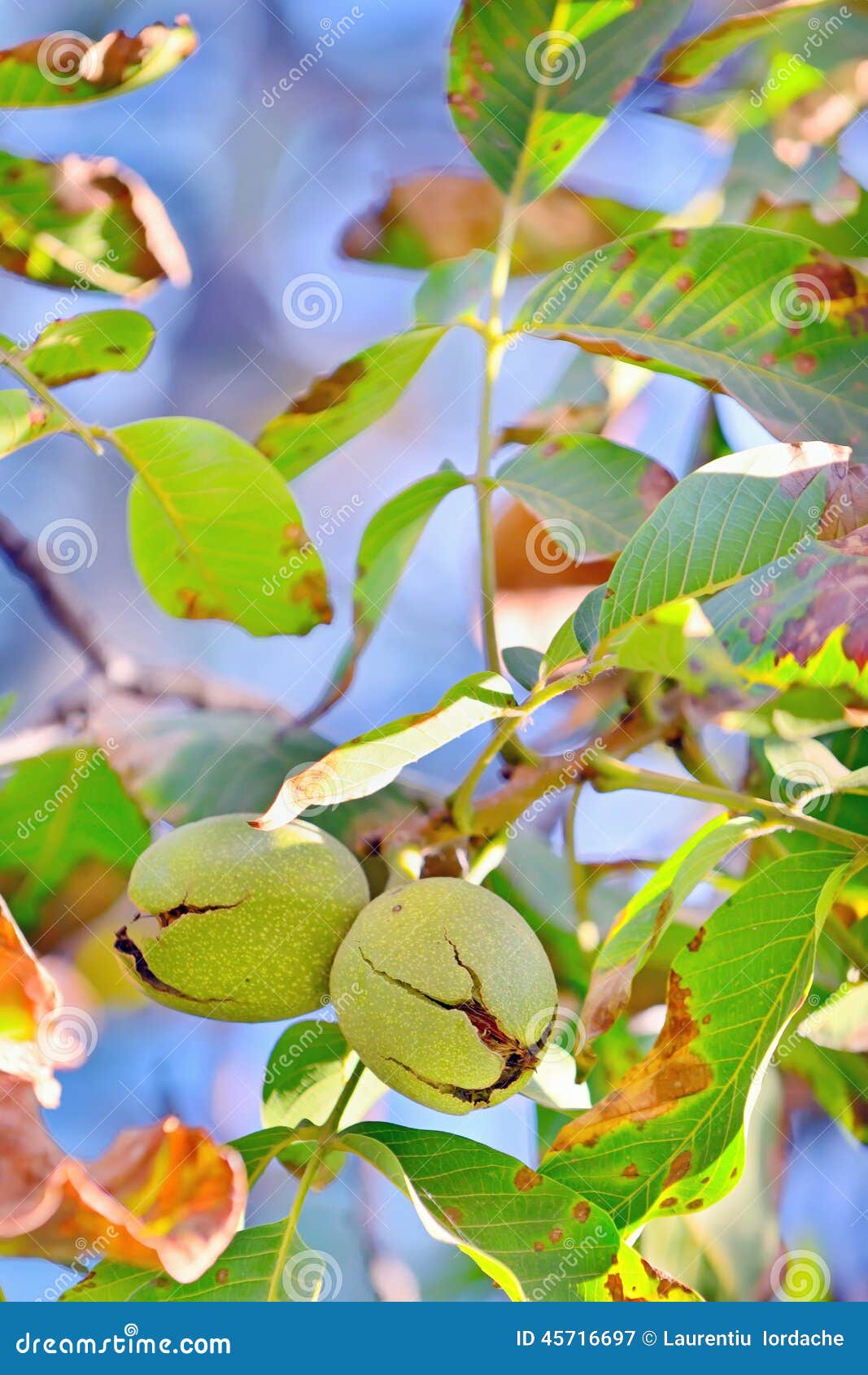 Ripe walnut on tree stock image. Image of green, farming - 45716697