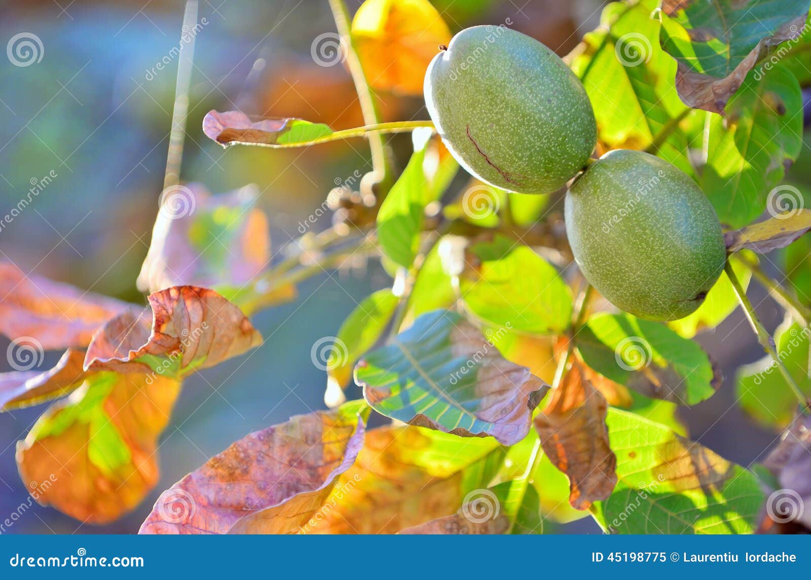 Ripe walnut on a tree stock image. Image of branch, natural - 45198775