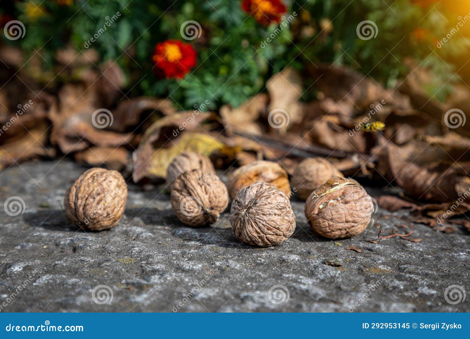 Ripe Walnuts in Autumn Leaves. Harvesting Stock Image - Image of ...