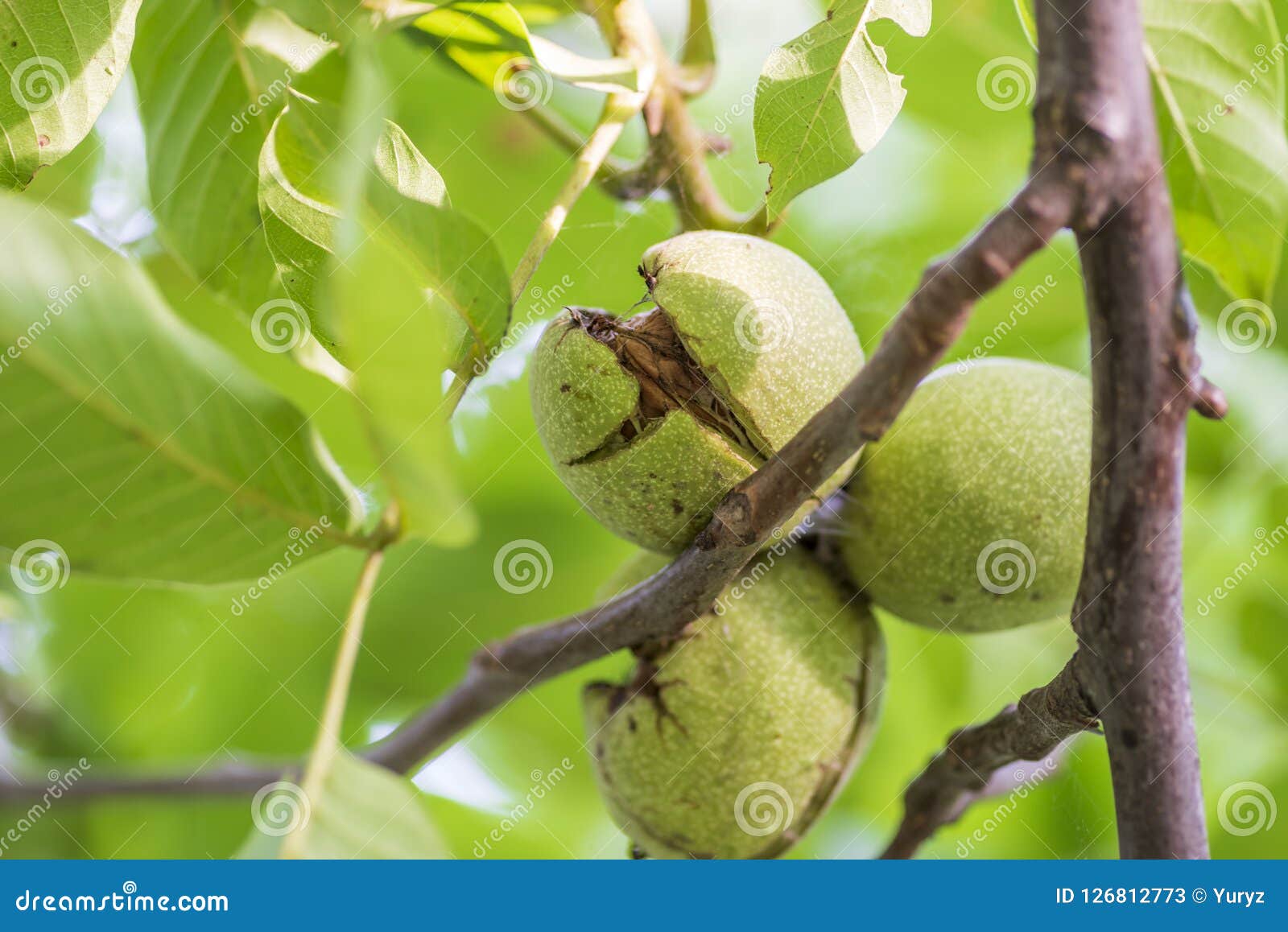 Ripe walnuts branch stock image. Image of cracked, natural - 126812773
