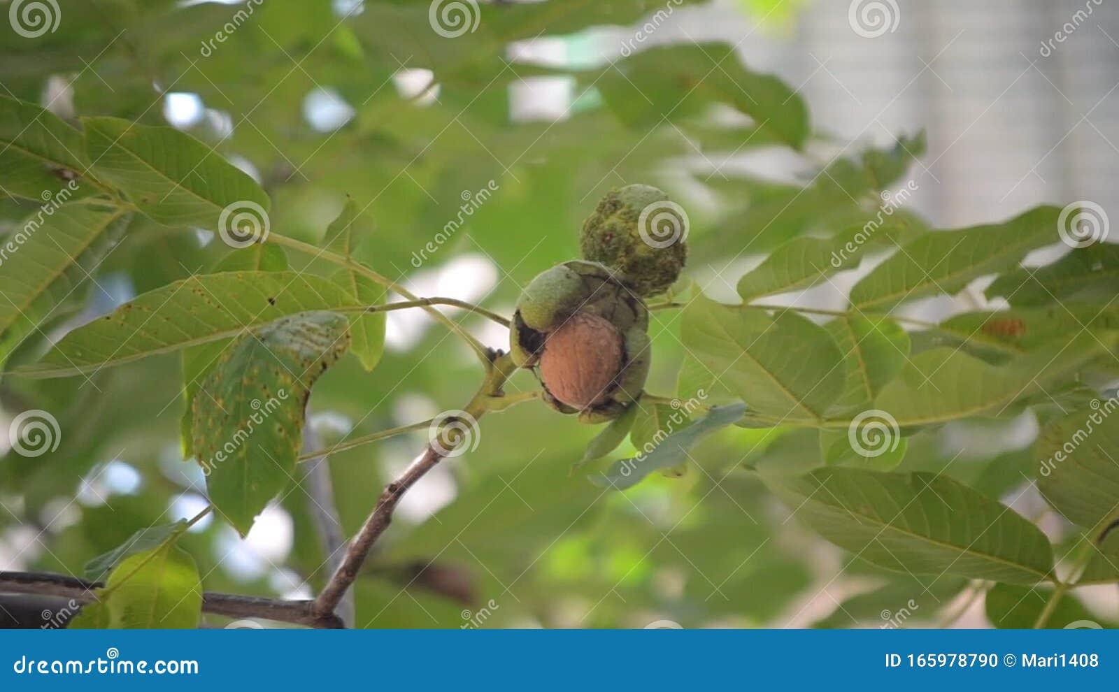 Ripe Walnuts in Broken Peel on Branch. Ripe Walnut Growing on a Tree ...