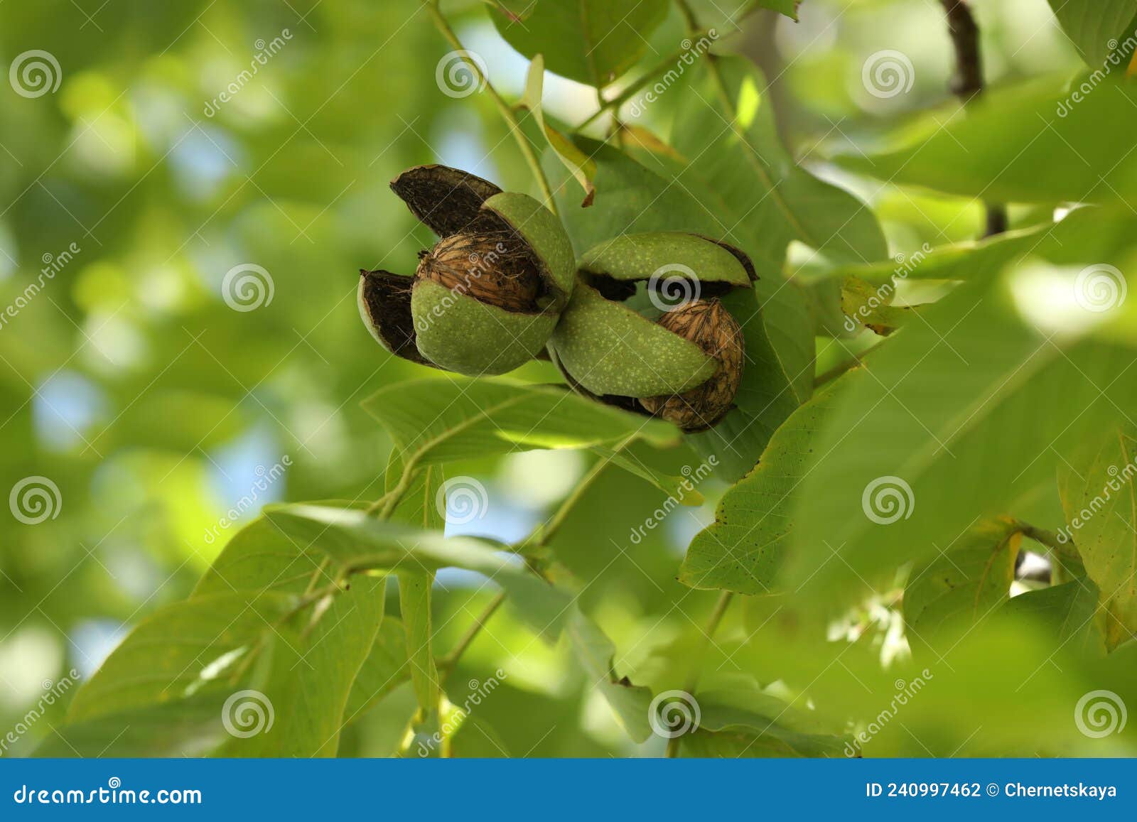 Ripe Walnuts in Husks Growing on Tree Outdoors, Closeup View Stock ...
