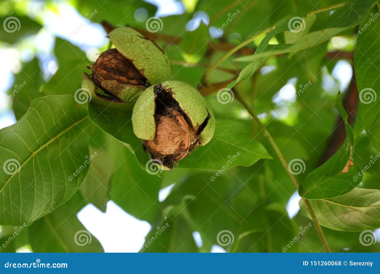Ripe Walnuts on Tree Branch in Garden, Closeup Stock Photo - Image of ...