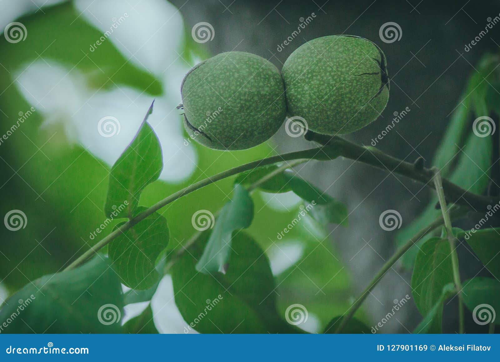 Ripe walnuts on the tree stock image. Image of delicious - 127901169