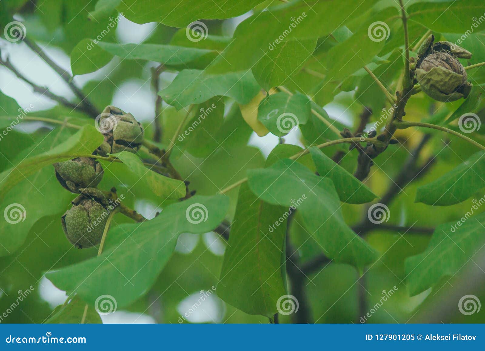 Ripe walnuts on the tree stock image. Image of healthy - 127901205