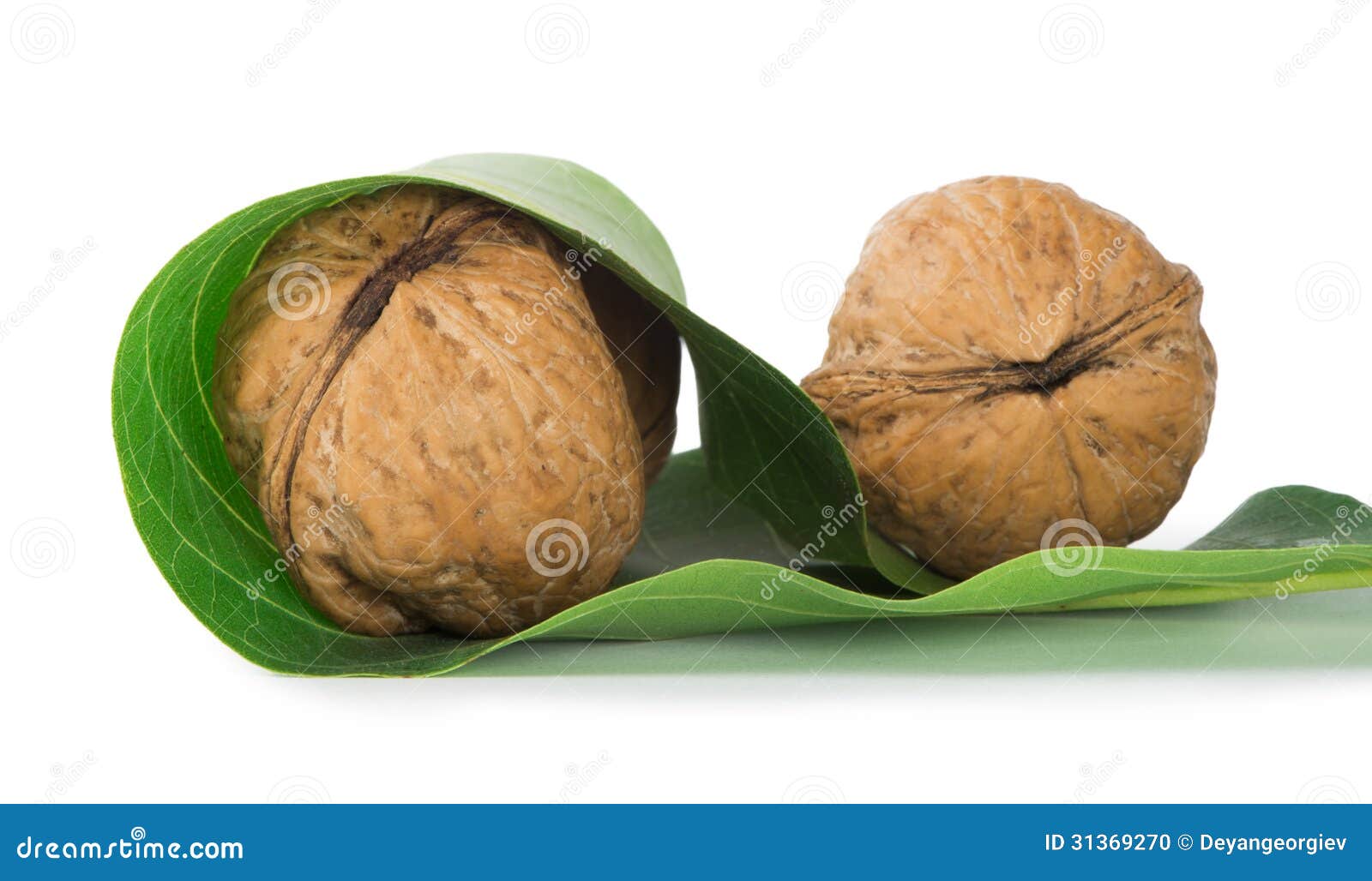 Ripe walnuts stock photo. Image of season, broken, natural - 31369270