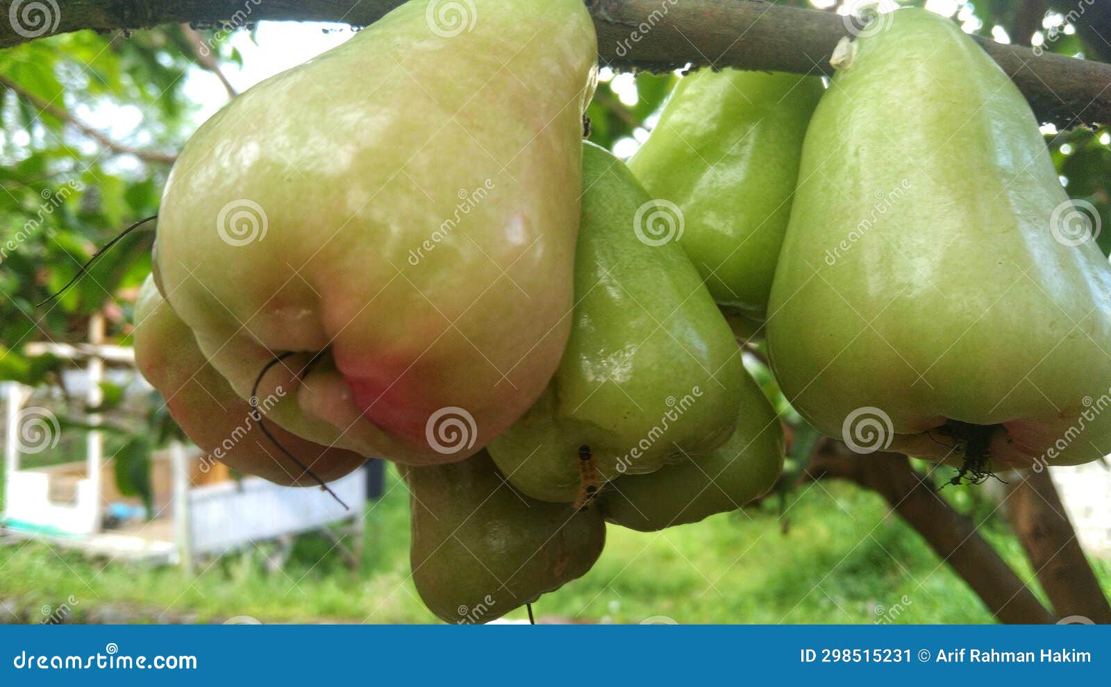 Ripe Water Apples on the Tree Ready To Be Harvested Stock Image - Image ...