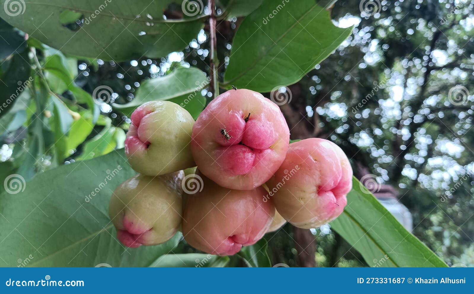 Ripe Water Guava Bunches on the Tree. Fresh Look Stock Image - Image of ...