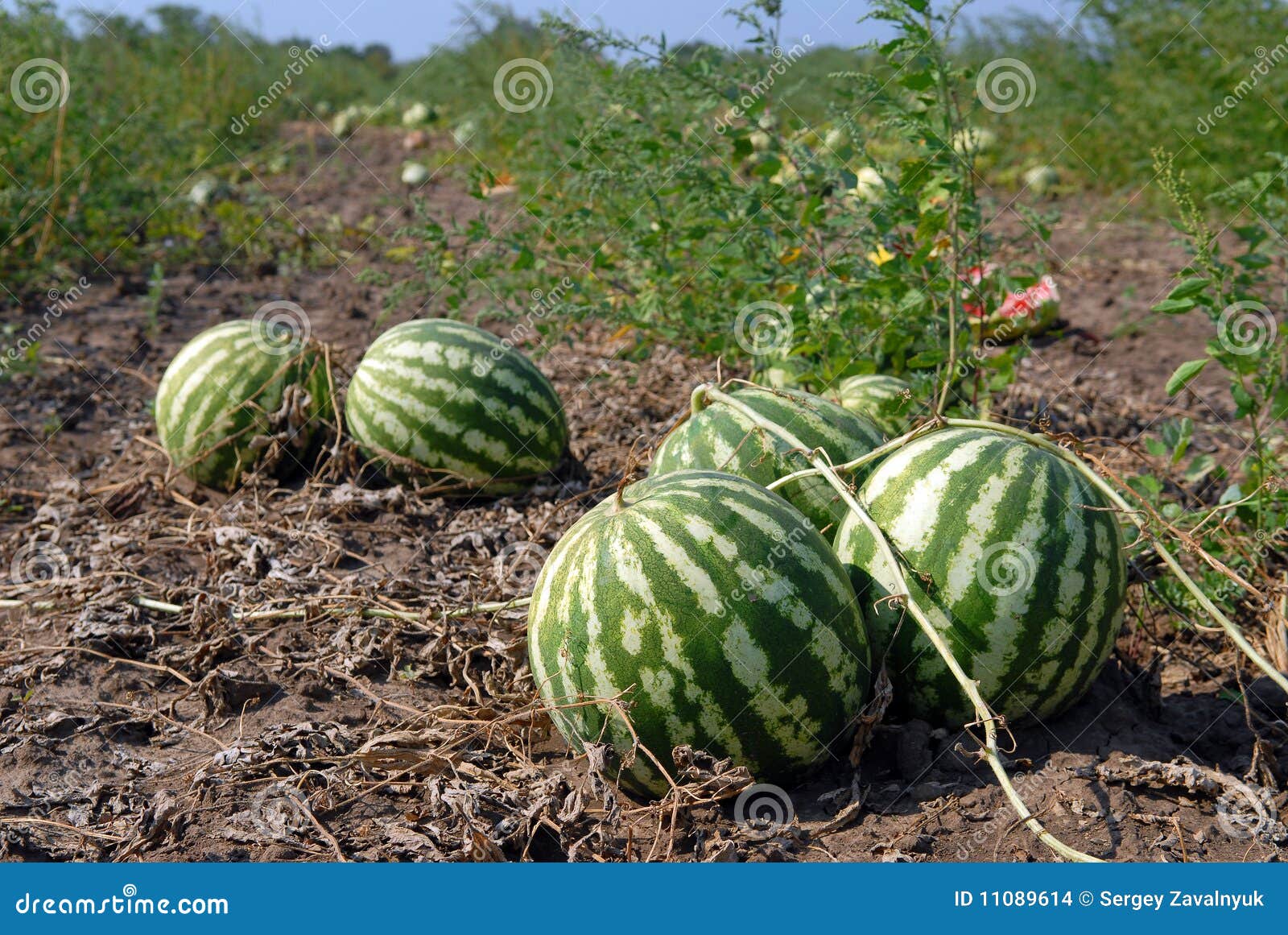 Ripe water-melons stock photo. Image of ripe, large, vegetable - 11089614