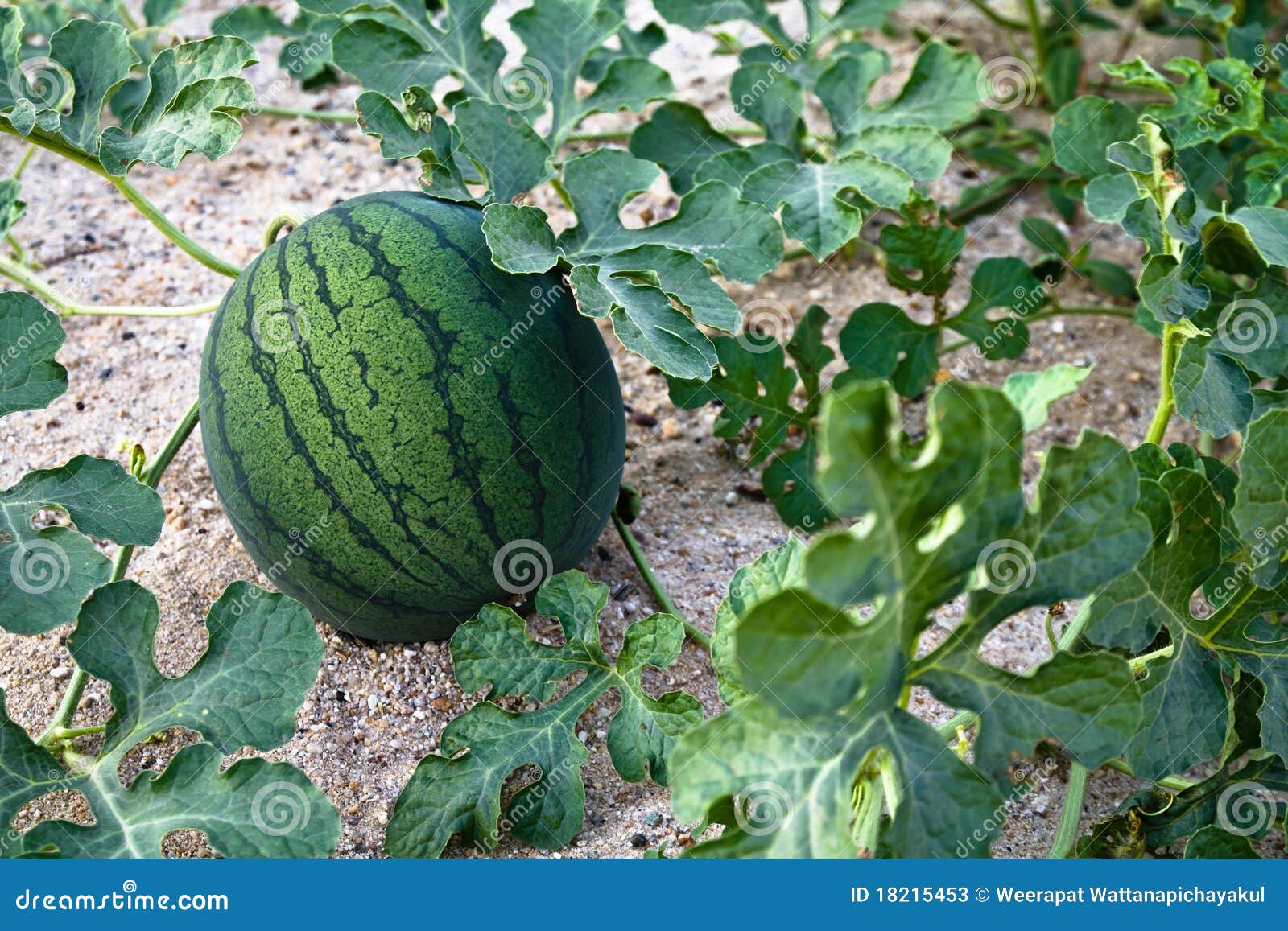 Ripe watermelon stock image. Image of melon, food, botany - 18215453
