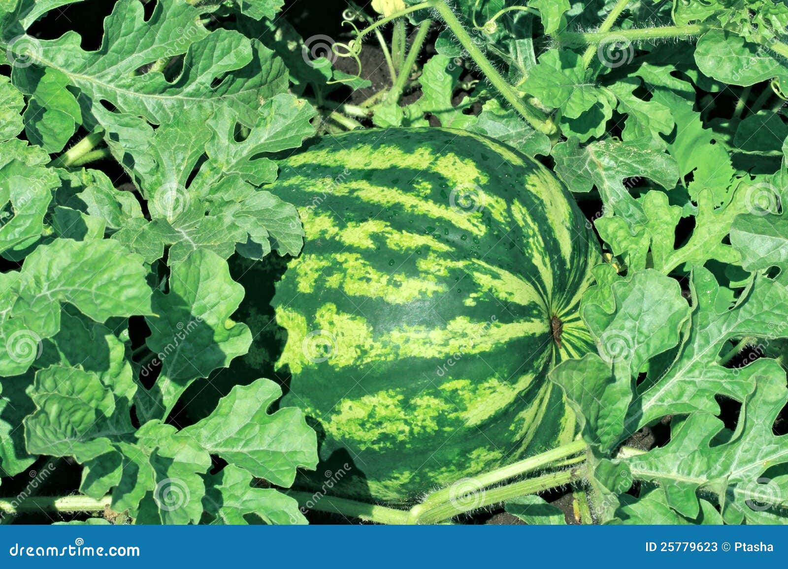 Ripe watermelon stock image. Image of striped, season - 25779623