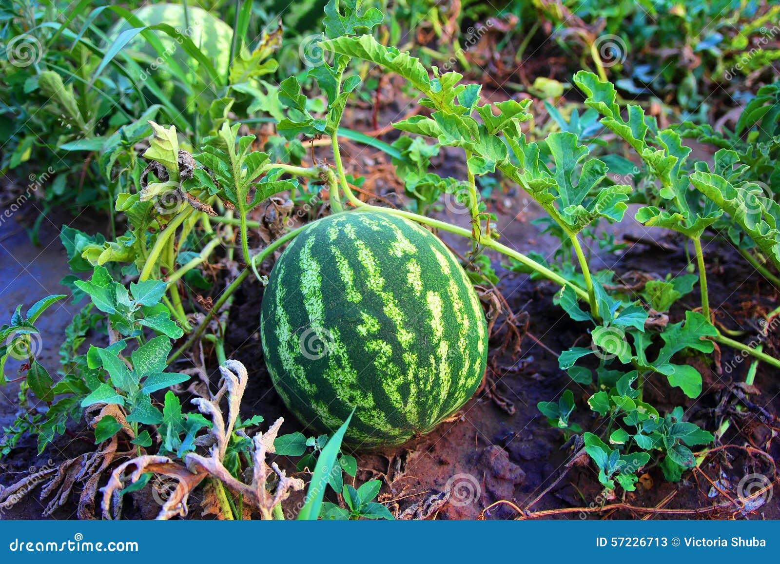 Ripe Watermelon on the Field. Stock Image - Image of color, land: 57226713