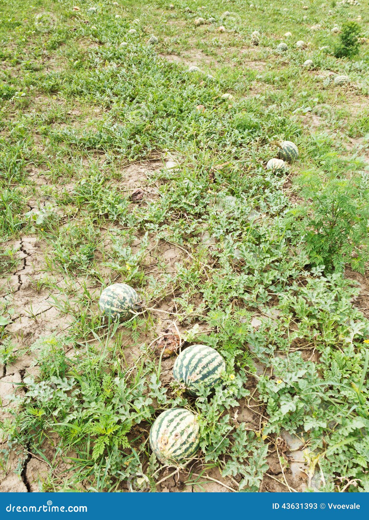 Ripe Watermelons on Melon Field Stock Image - Image of farmland ...