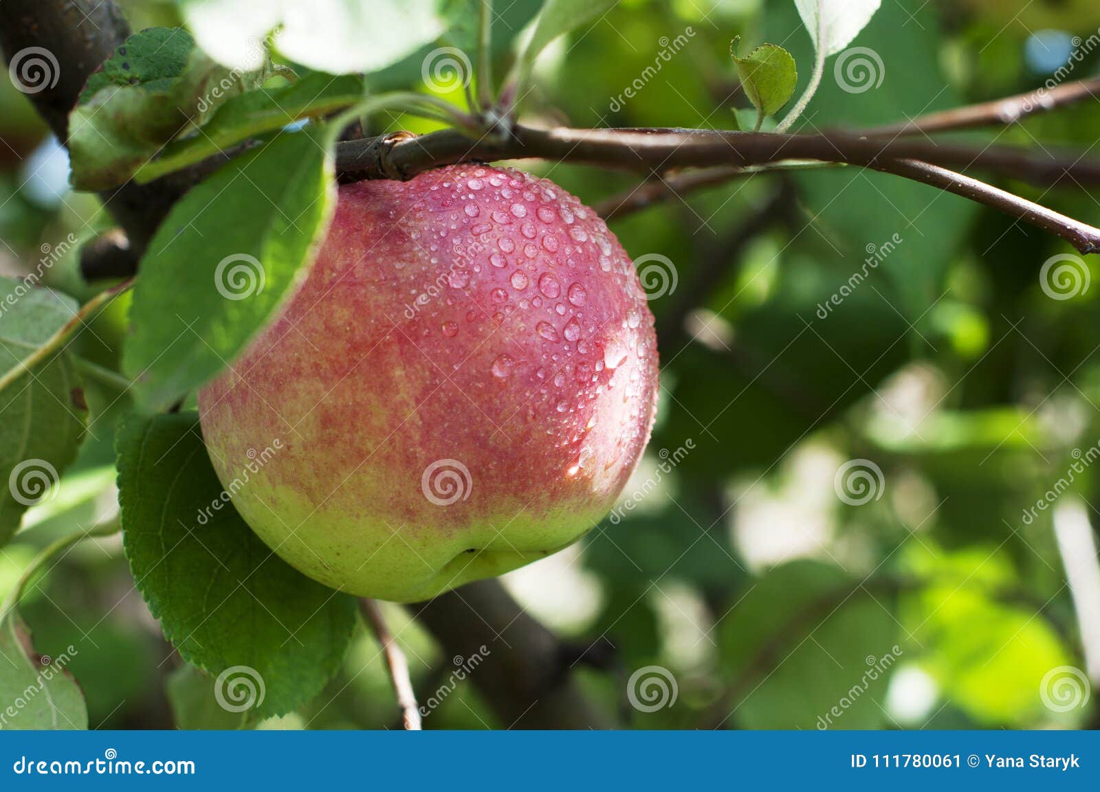 Apple on branch stock image. Image of diet, health, harvest - 111780061