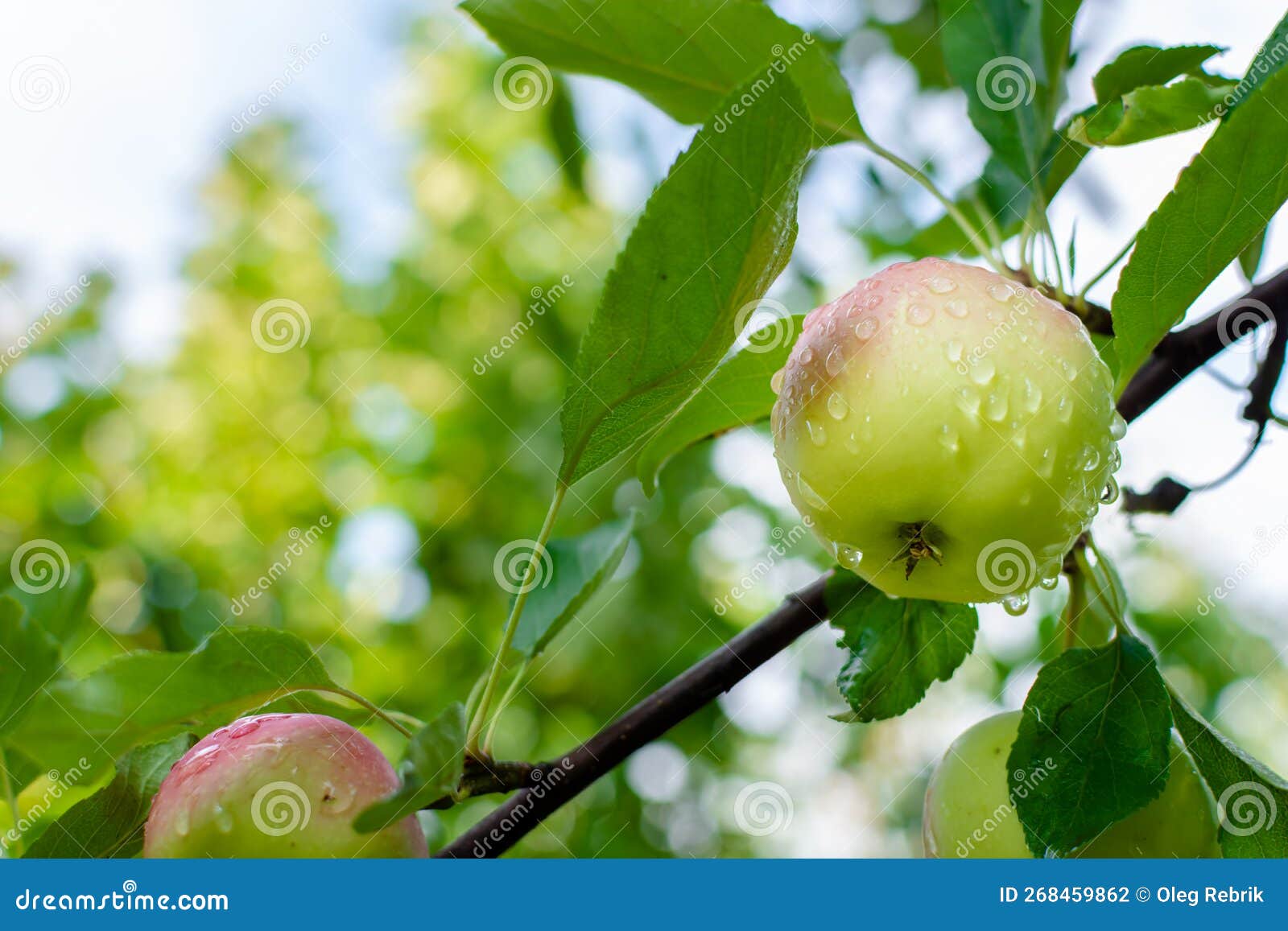 Gardening And Harvesting Fall Apple Crops Harvesting In Garden Apple