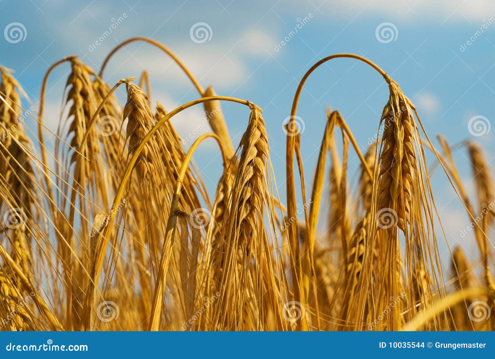 Ripe wheat stock photo. Image of change, monoculture - 10035544