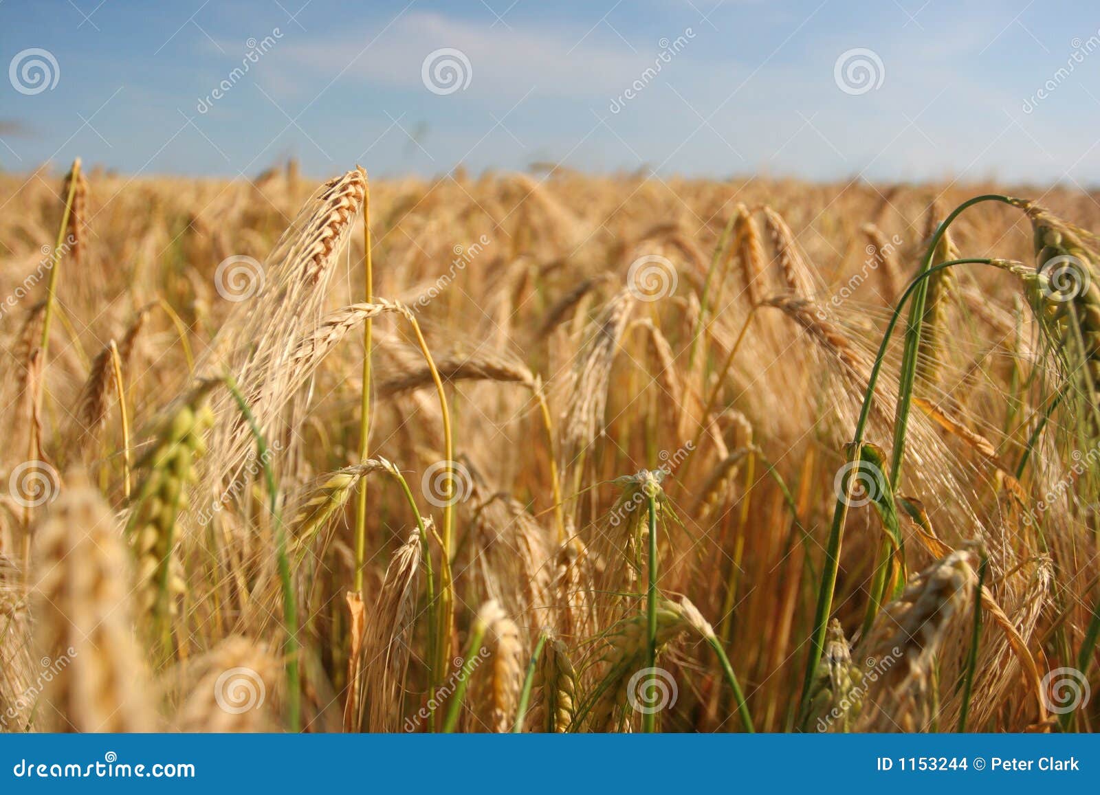Ripe wheat stock photo. Image of field, grow, agriculture - 1153244