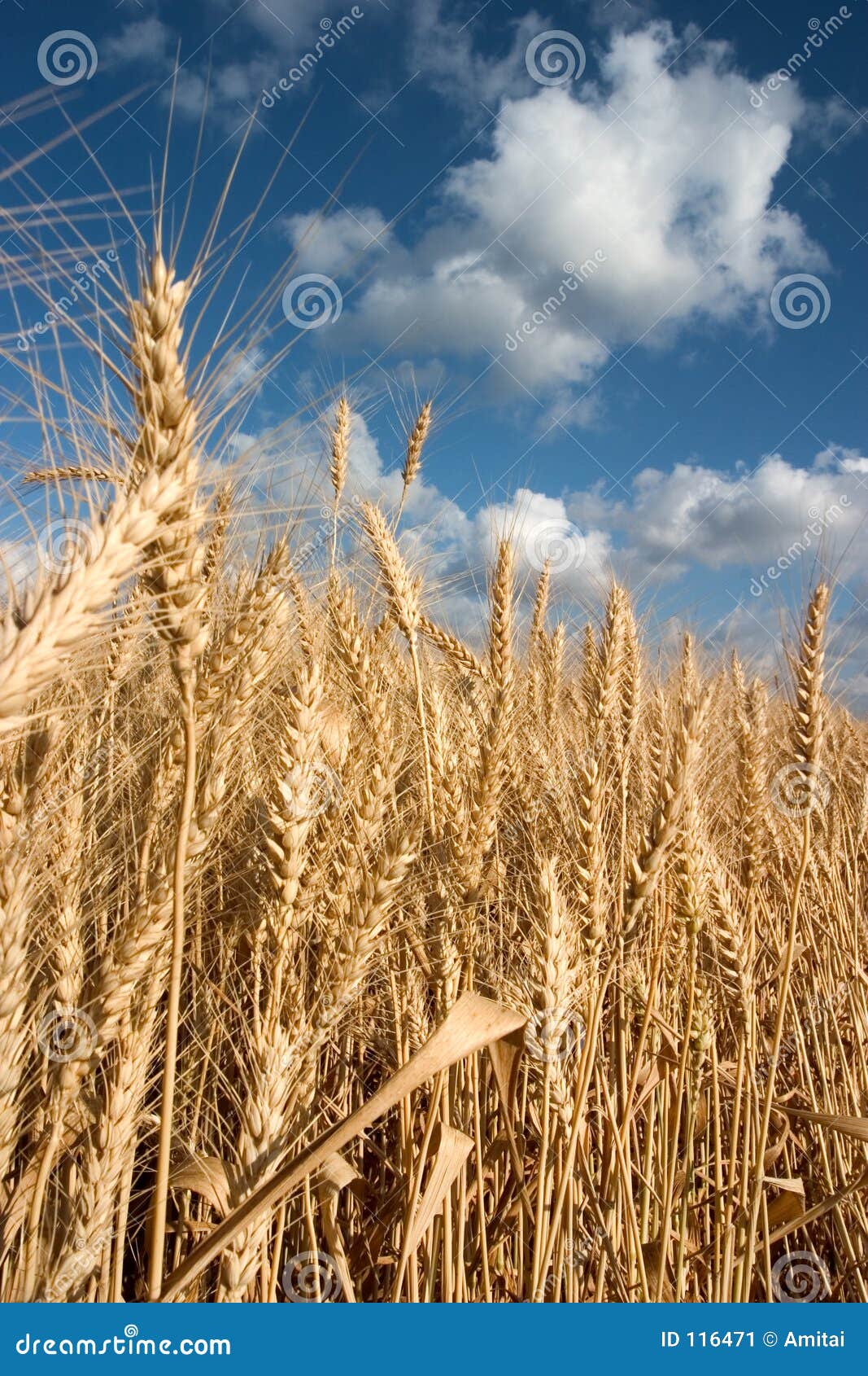 Ripe wheat stock image. Image of food, farmland, landscape - 116471