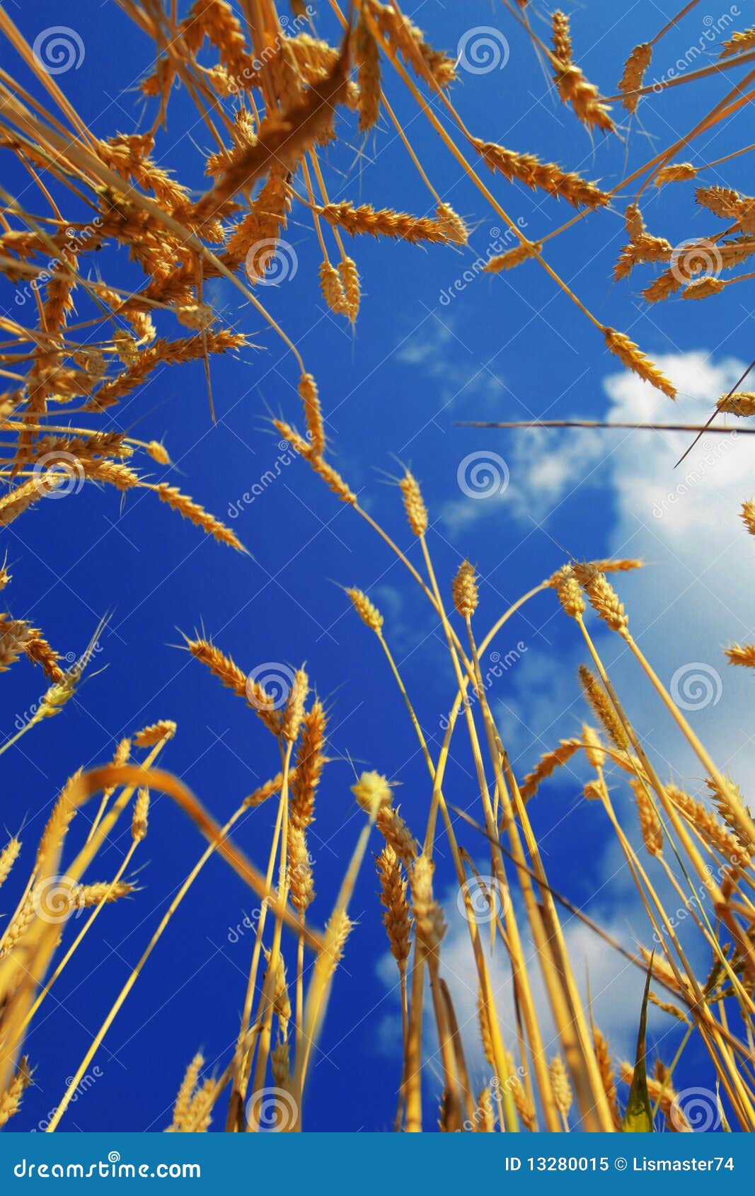 Ripe wheat stock image. Image of harvesting, cereal, field - 13280015