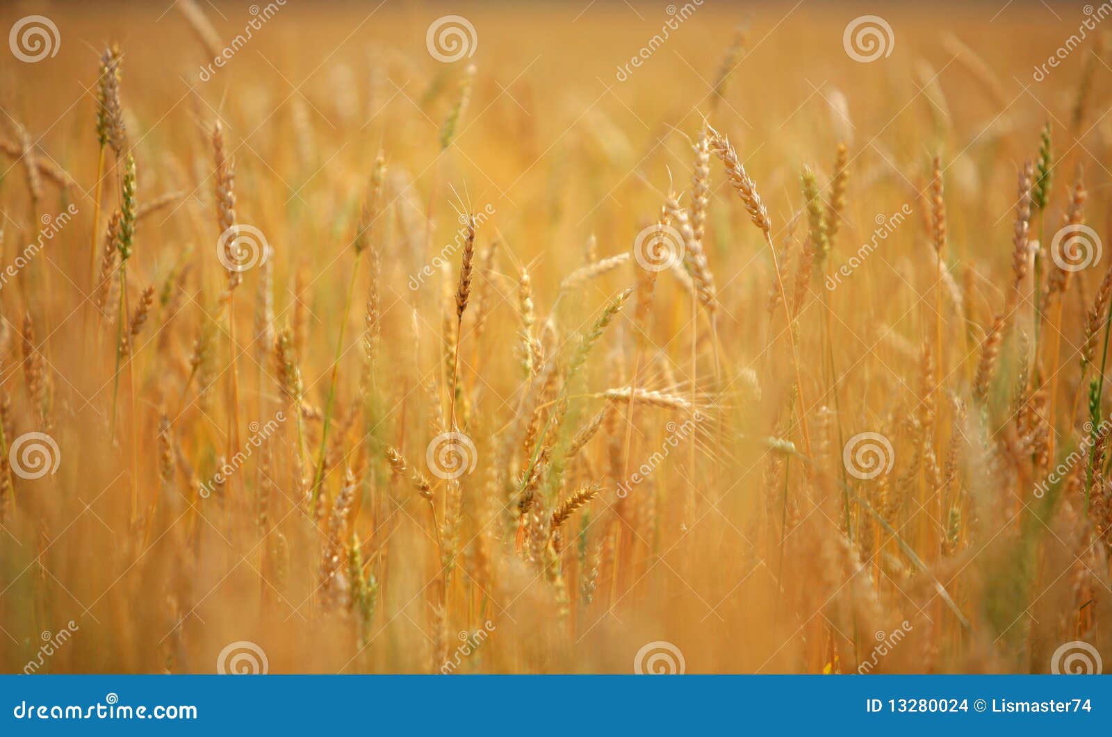 Ripe wheat stock photo. Image of agriculture, meadow - 13280024