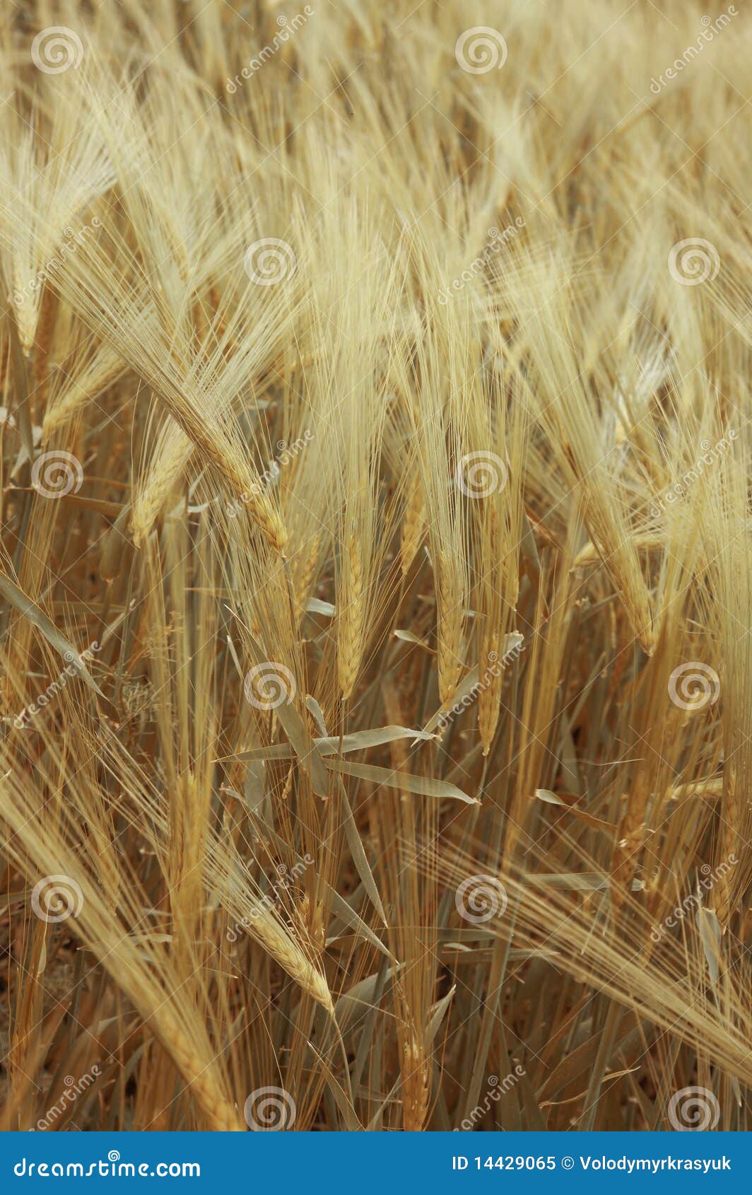 Ripe wheat stock image. Image of field, straw, cereal - 14429065