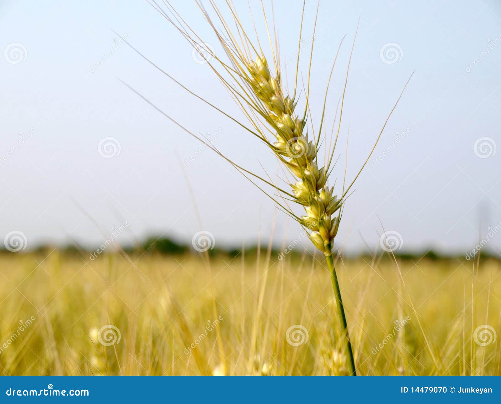 RIPE WHEAT stock photo. Image of card, food, open, prices - 14479070