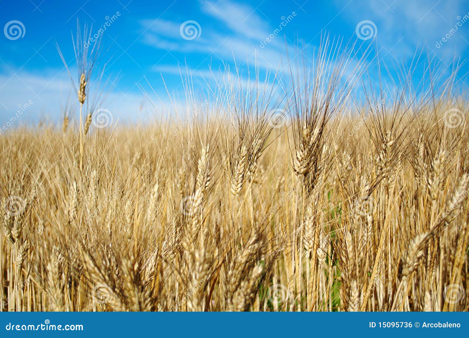 Ripe wheat stock photo. Image of plant, scenic, horizon - 15095736