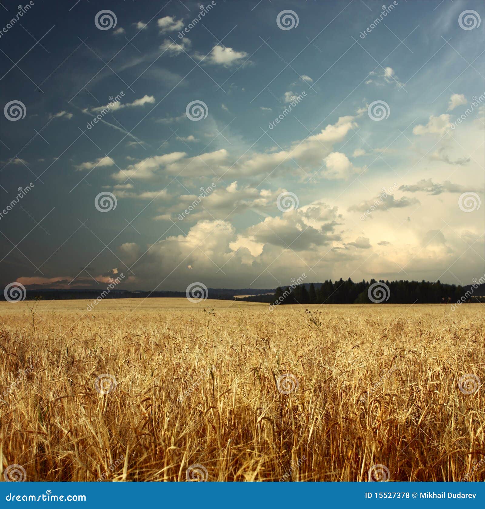 Ripe wheat stock photo. Image of color, meadow, clear - 15527378