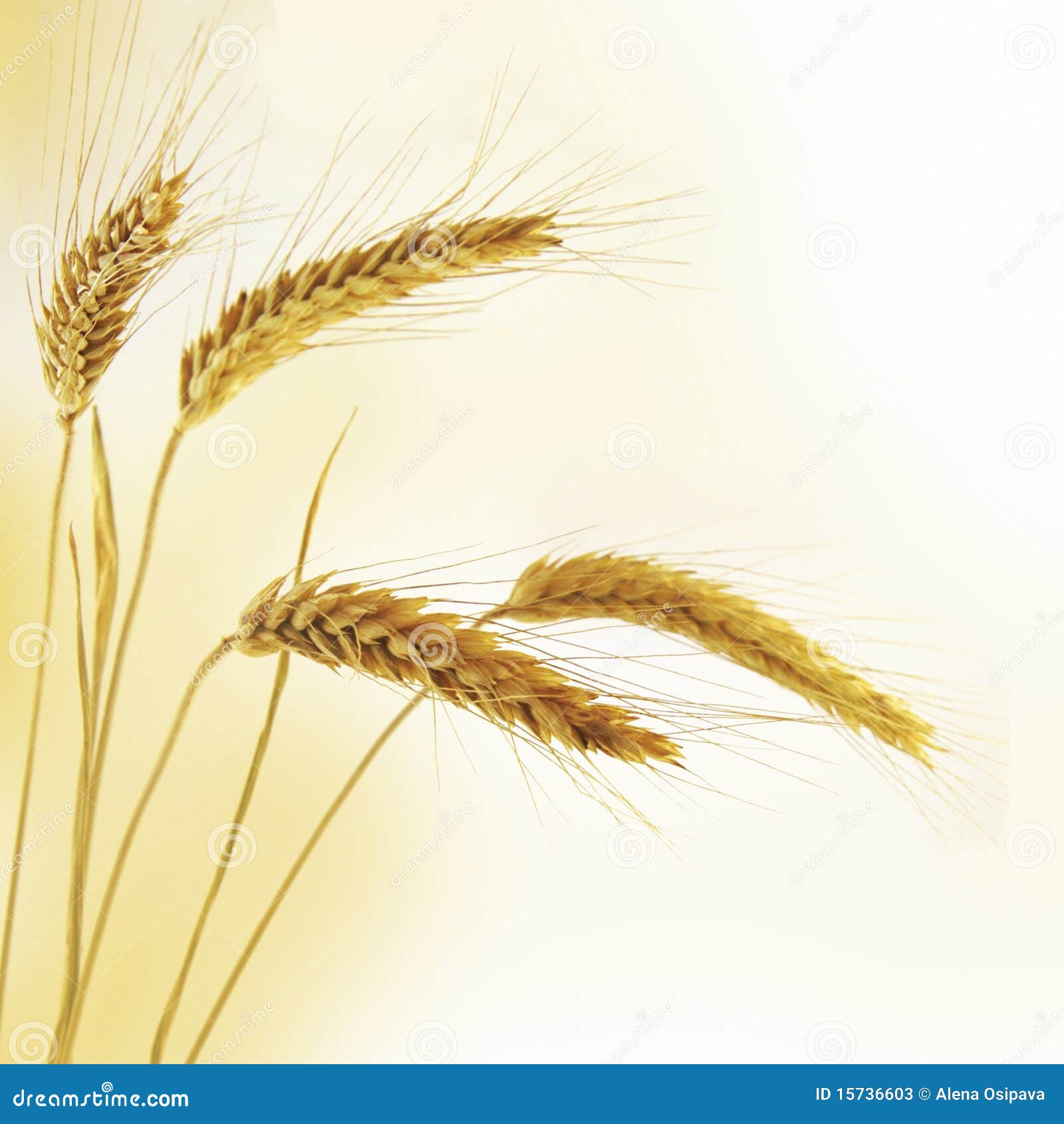 Ripe wheat stock image. Image of wheat, seed, isolated - 15736603