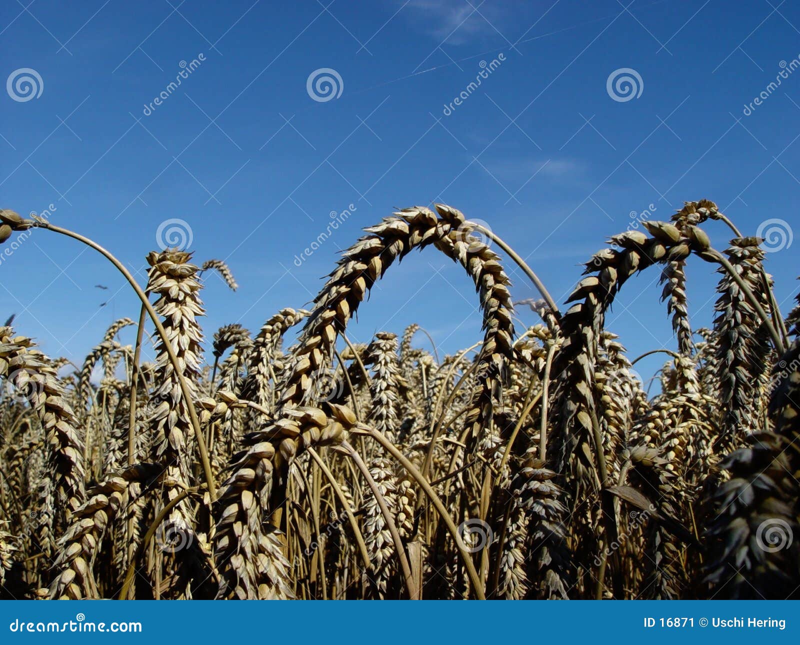 Ripe wheat stock image. Image of fertile, cloud, spike, field - 16871