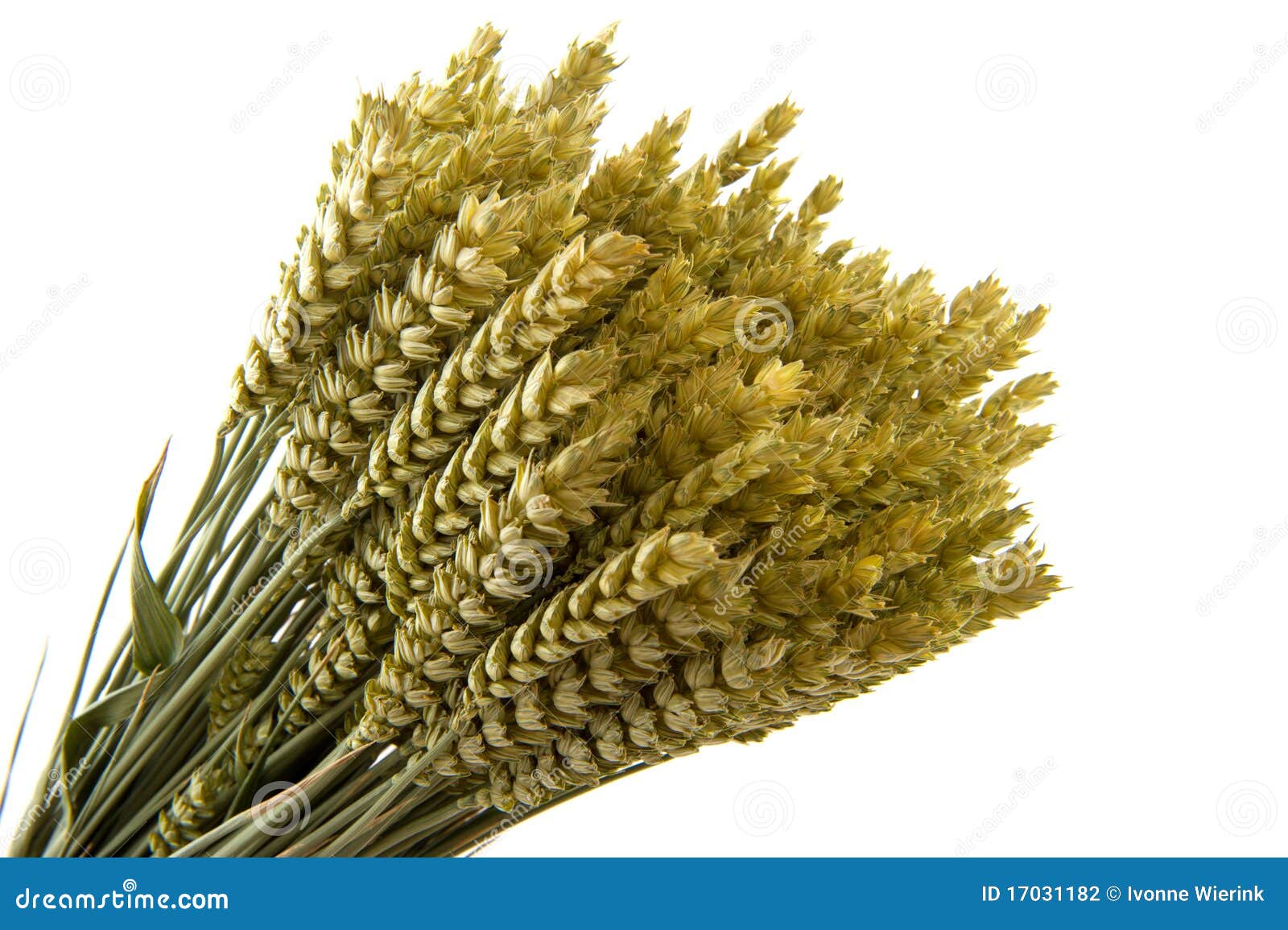 Ripe wheat stock photo. Image of harvest, ripe, autumn - 17031182