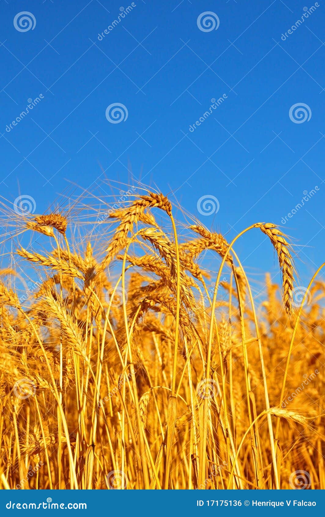 Ripe Wheat stock photo. Image of field, cereals, rural - 17175136