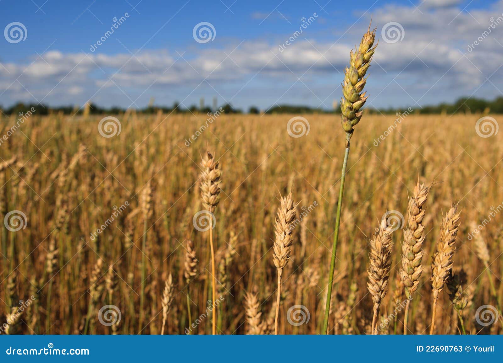 Ripe wheat stock image. Image of food, farmland, ecology - 22690763