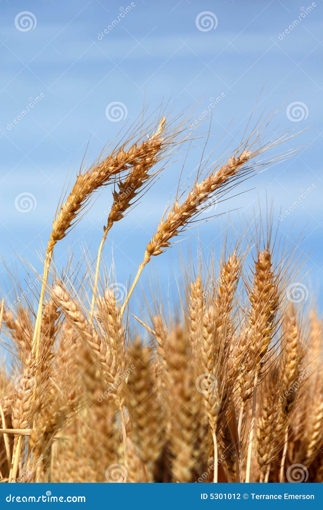 Ripe Wheat stock photo. Image of farming, lifestyle, cereal - 5301012