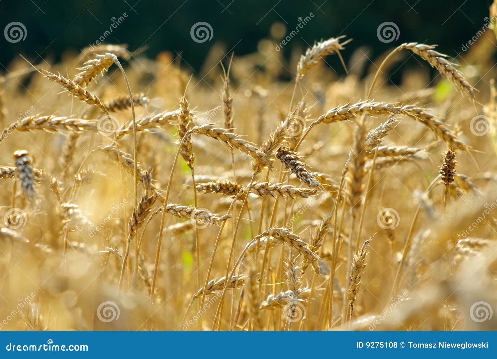 Ripe wheat stock photo. Image of seed, gold, triticum - 9275108