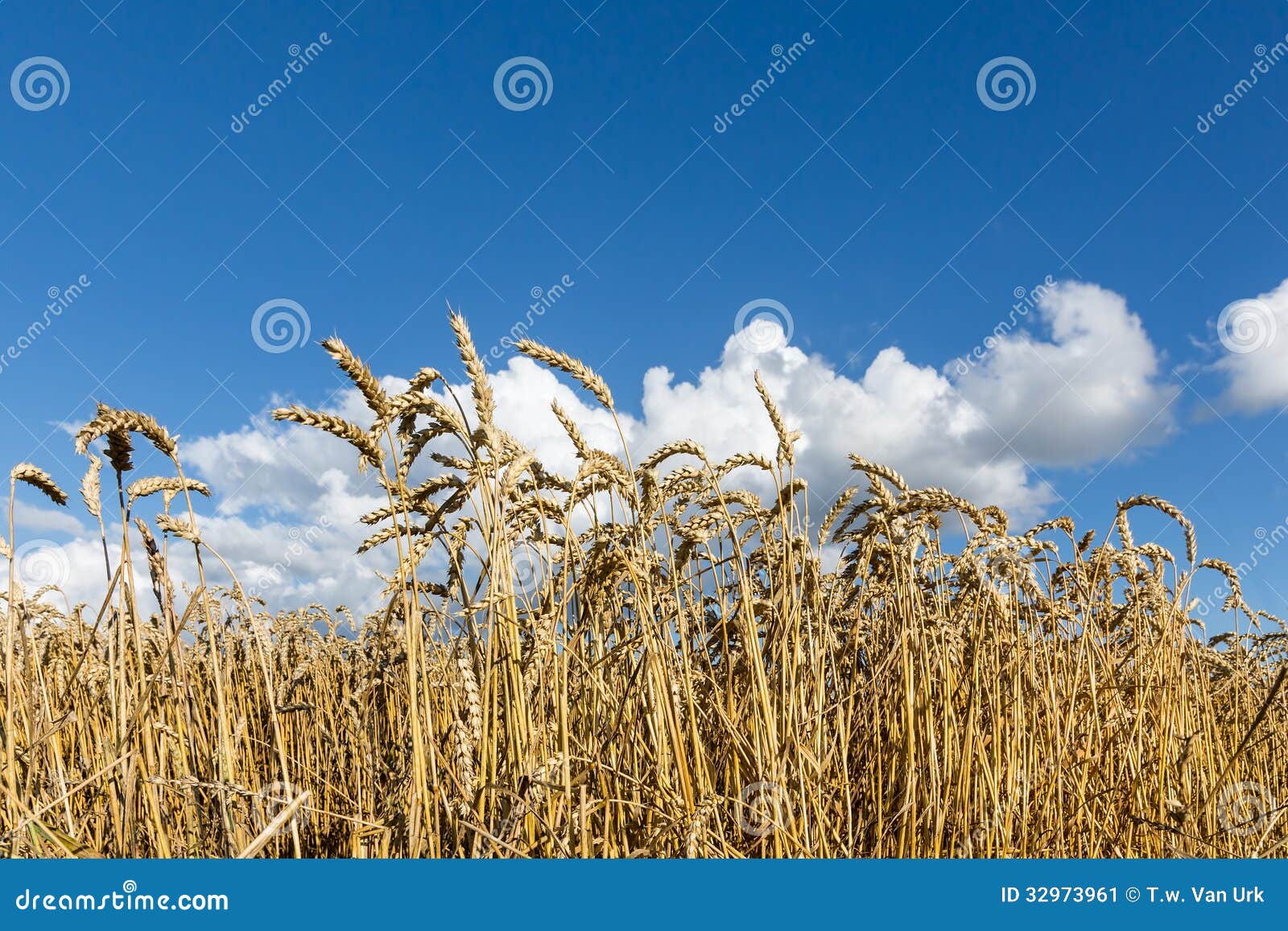 Ripe Wheat Against Blue Sky Background. Stock Image - Image of farm ...