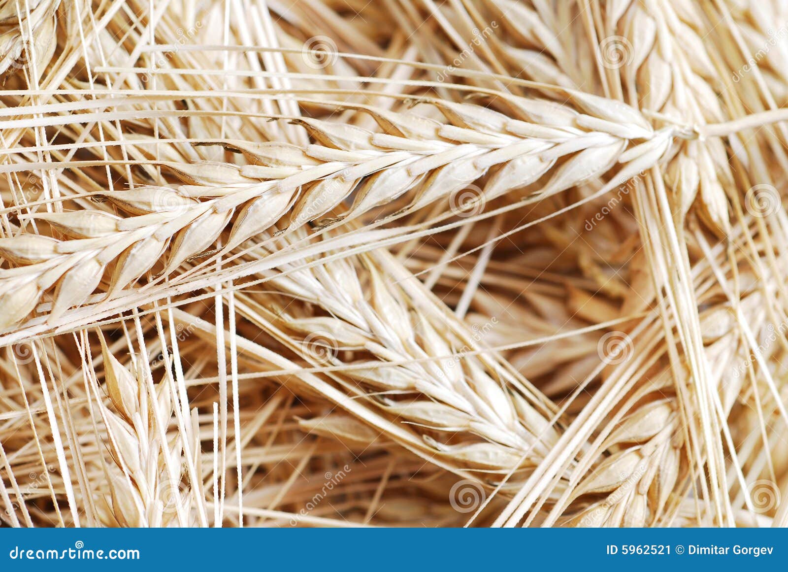 Ripe wheat background stock image. Image of crop, triticum - 5962521