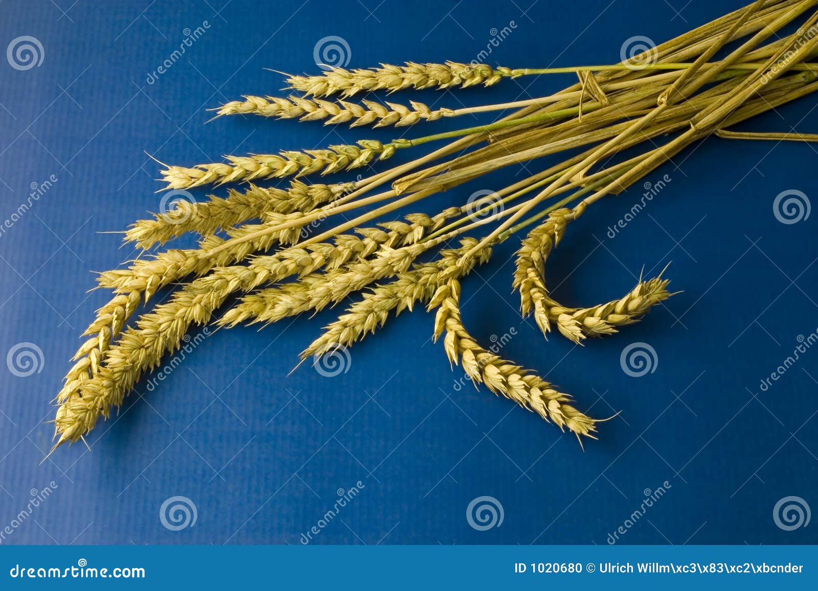 Ripe Wheat on Blue Background Stock Photo - Image of agriculture ...