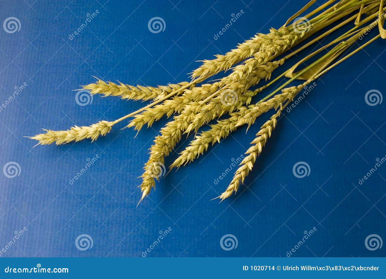 Ripe Wheat on Blue Background Stock Photo - Image of intense ...