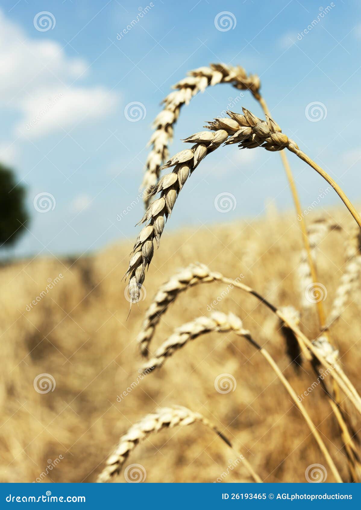 Ripe wheat close-up stock image. Image of agriculture - 26193465