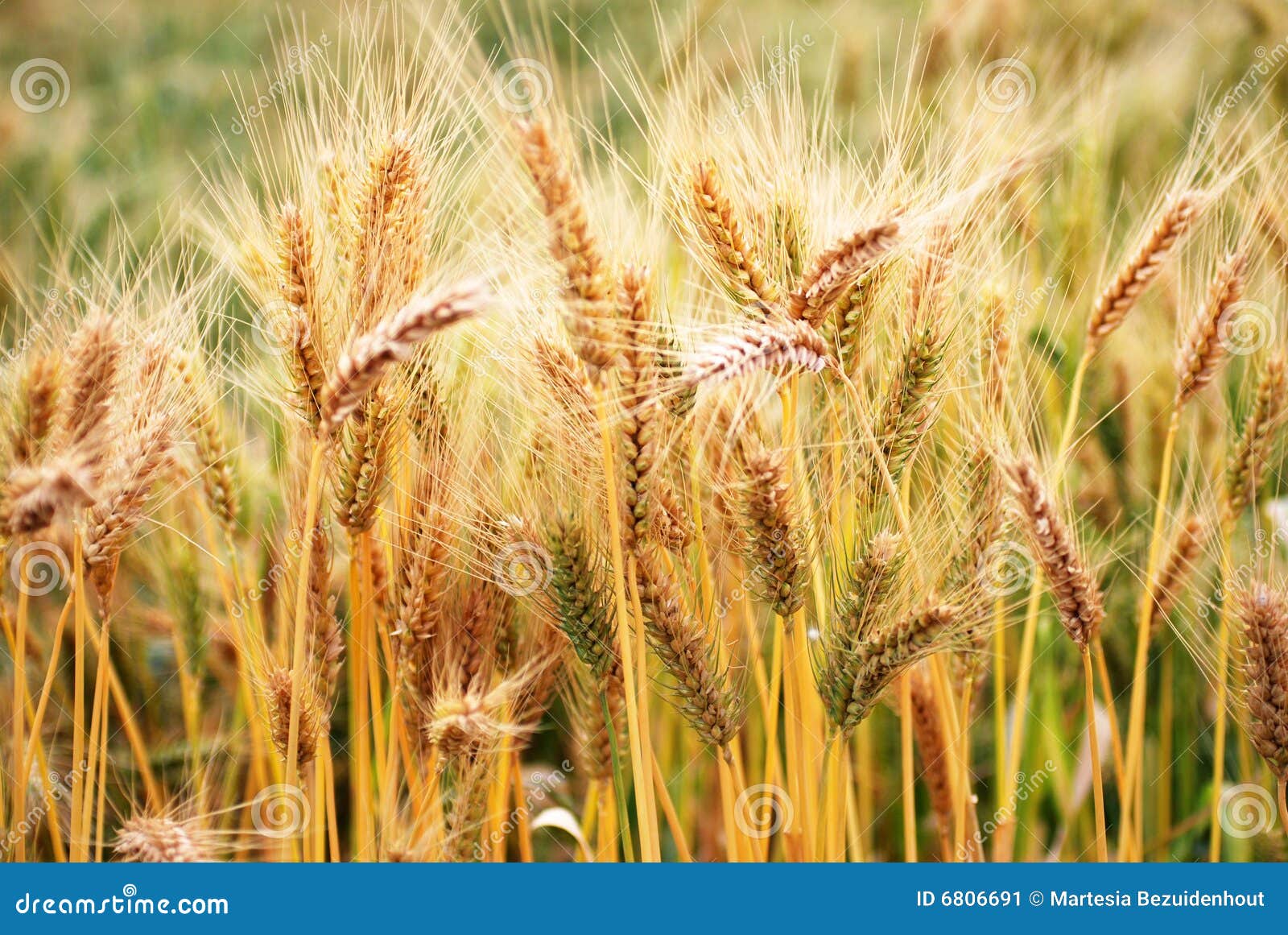 Ripe wheat crop stock image. Image of country, plant, business - 6806691
