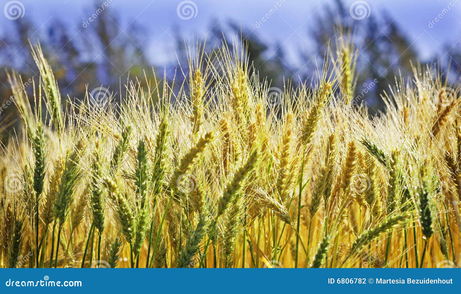 Ripe wheat crop stock photo. Image of food, grow, health - 6806782