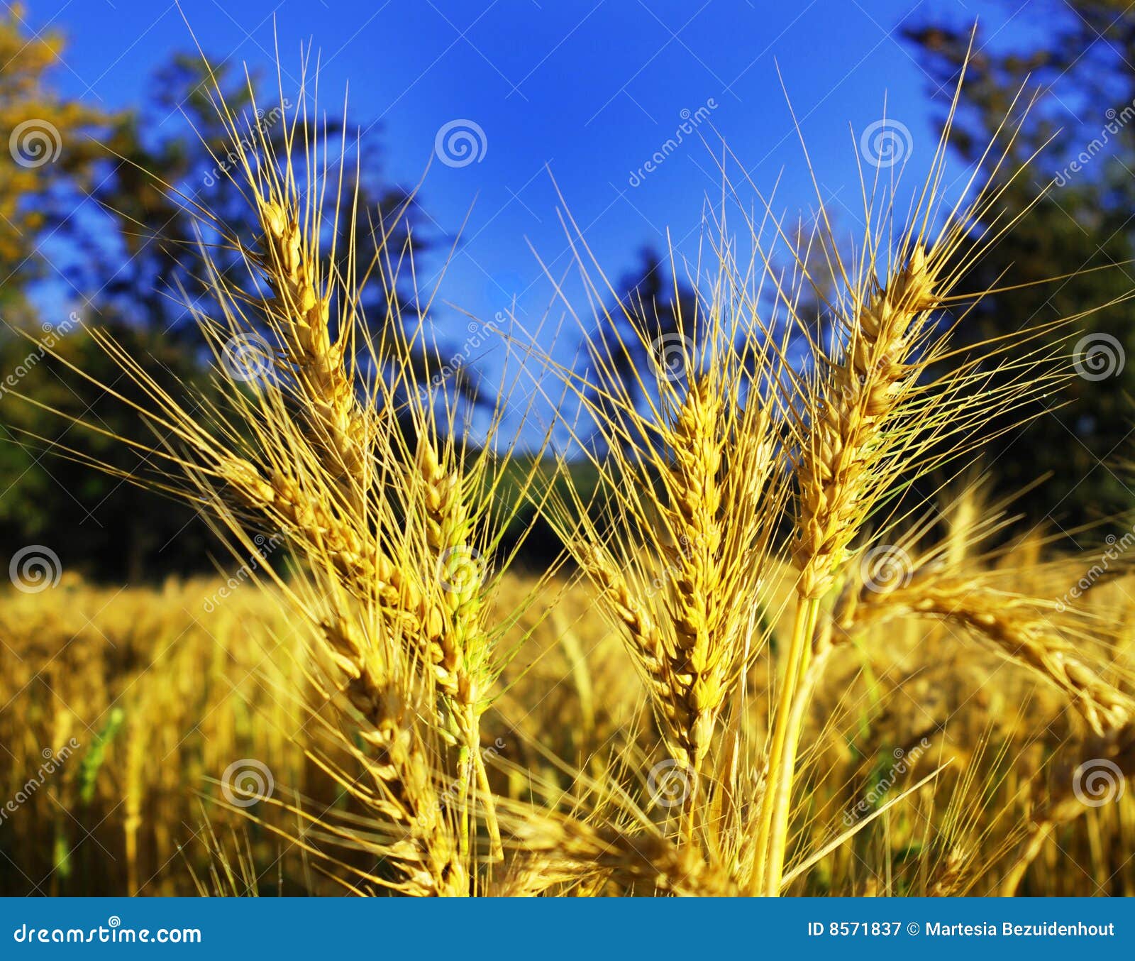 Ripe wheat ears stock image. Image of closeup, healthy - 8571837