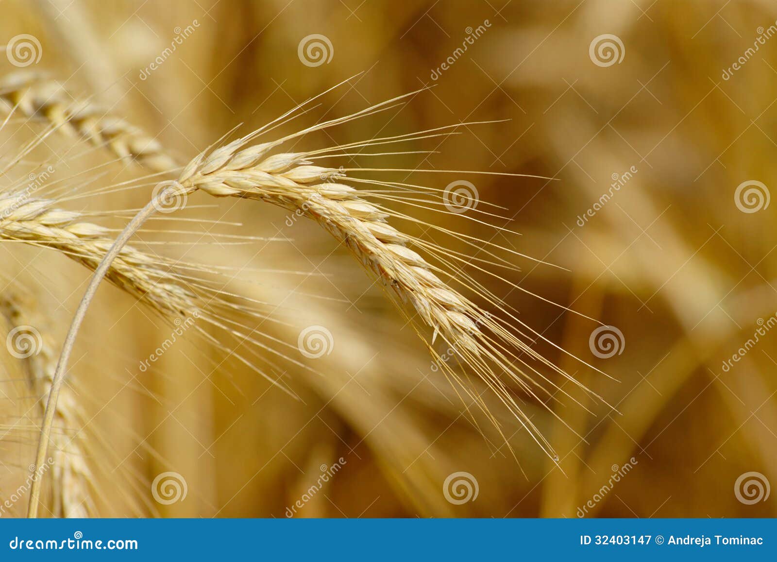 Wheat Ears Ripen In A Field Stock Photography | CartoonDealer.com #98996774
