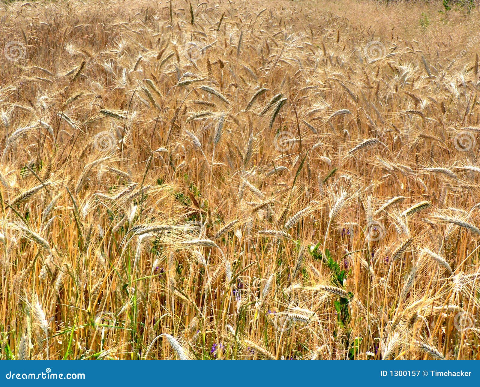 Ripe wheat field stock image. Image of golden, coloured - 1300157