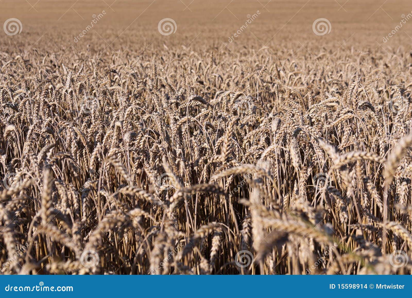 Ripe wheat field stock photo. Image of food, harvesting - 15598914