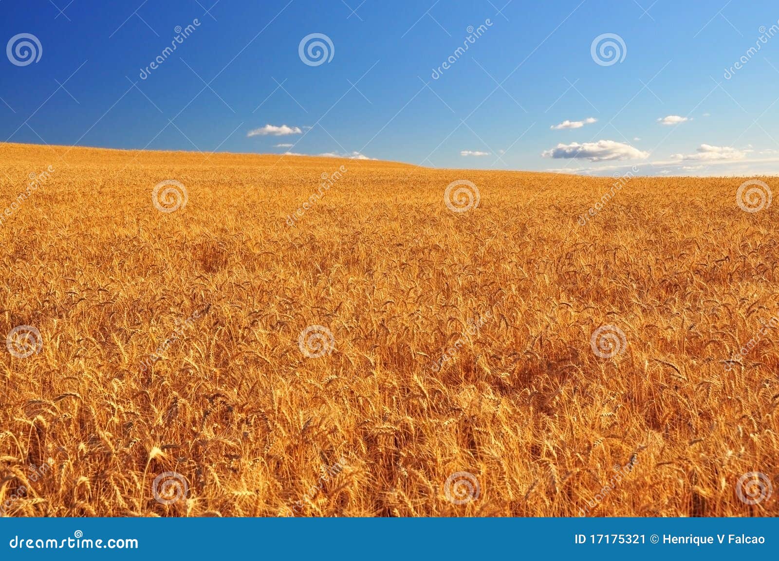 Ripe Wheat Field stock image. Image of crops, brown, icon - 17175321