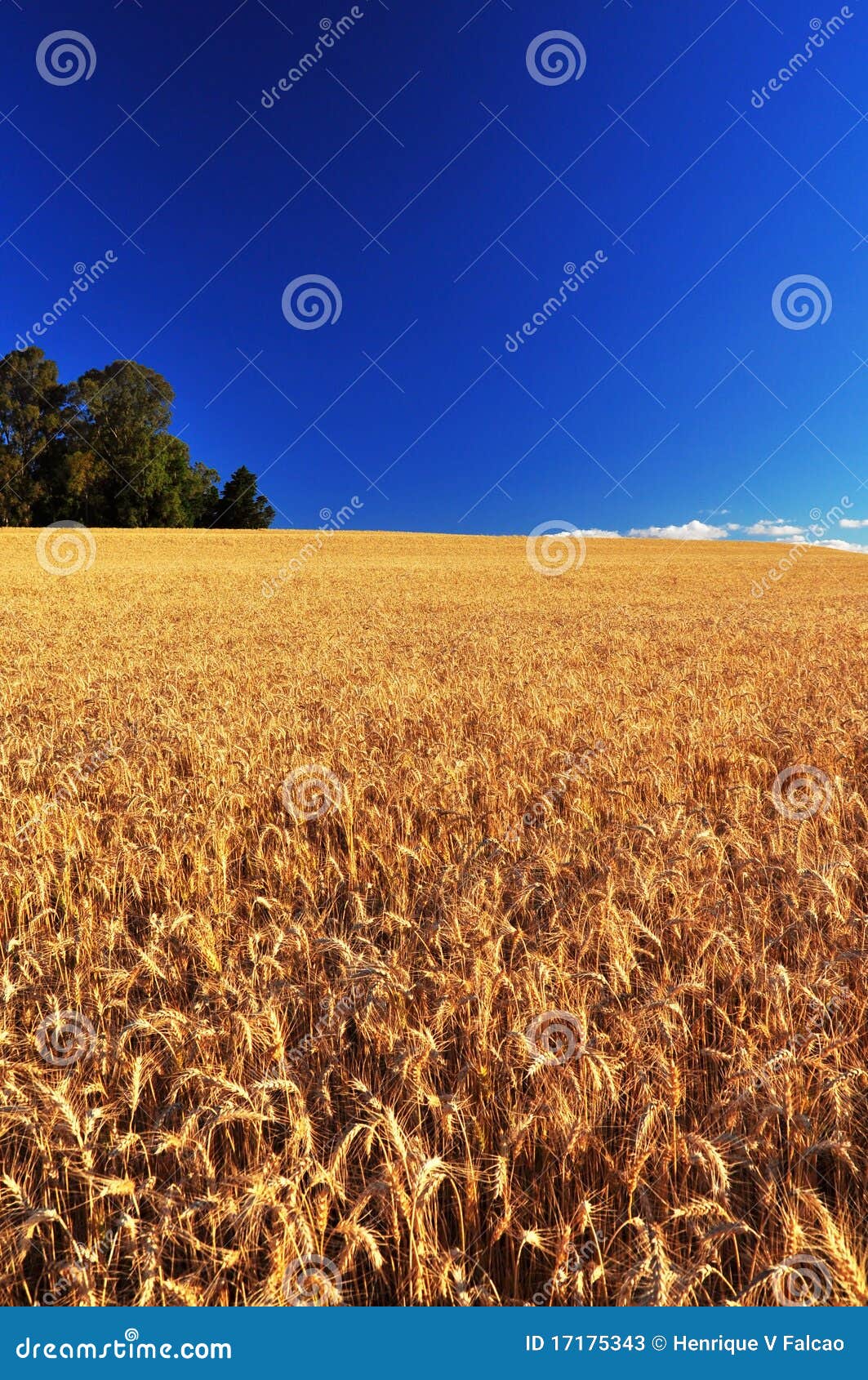 Ripe Wheat Field stock image. Image of field, blur, farming - 17175343
