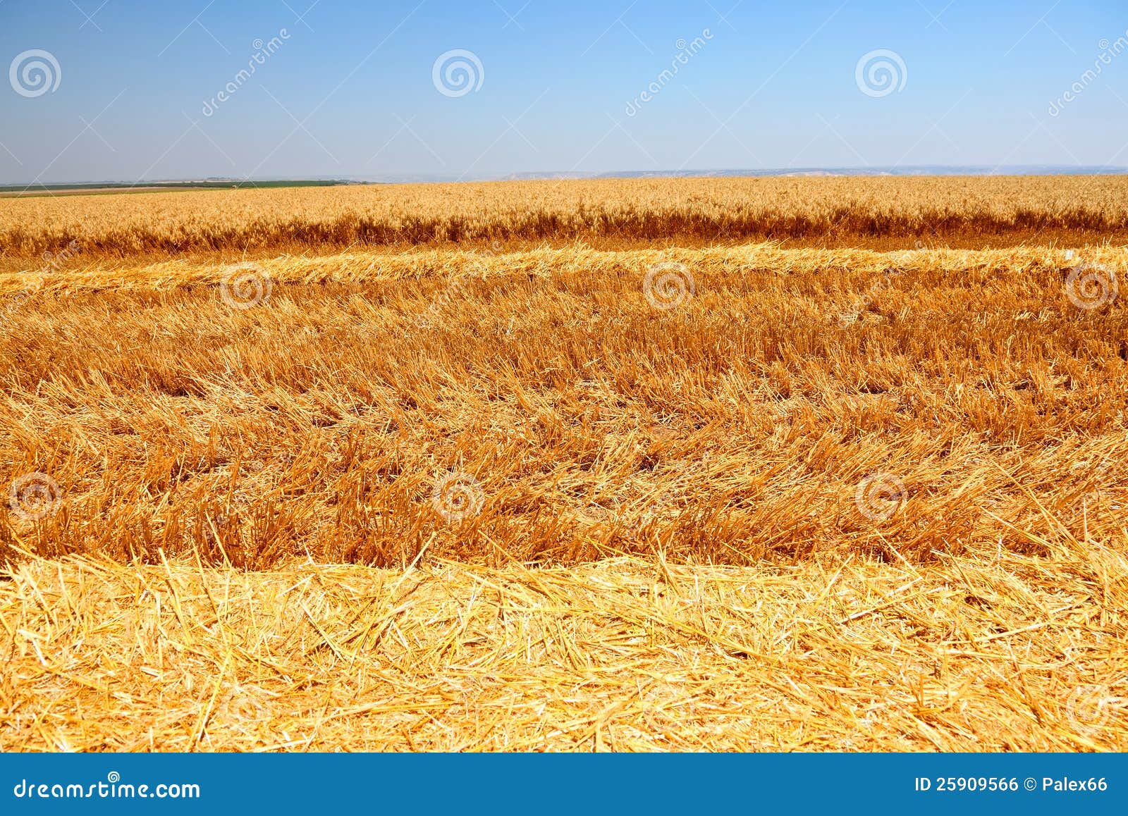 Ripe wheat field stock photo. Image of grain, outdoor - 25909566