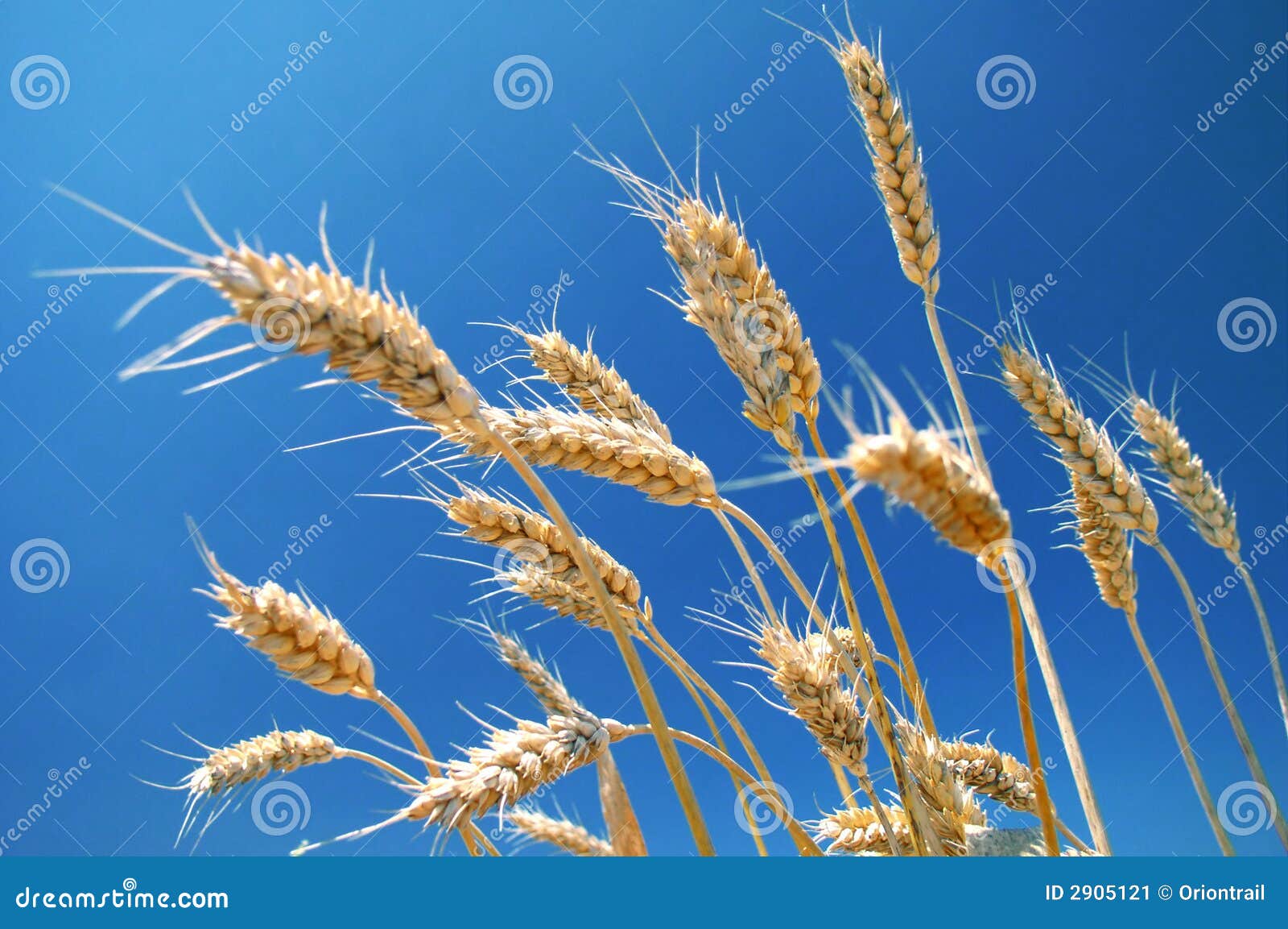 Ripe wheat field stock image. Image of beverage, agricultural - 2905121